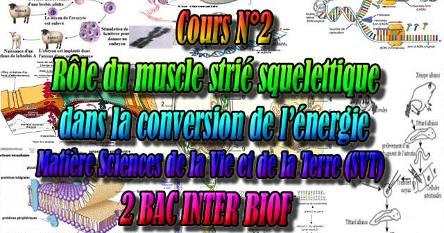Cours N°2 Rôle du muscle strié squelettique dans la conversion de l’énergie 2 bac biof PDF