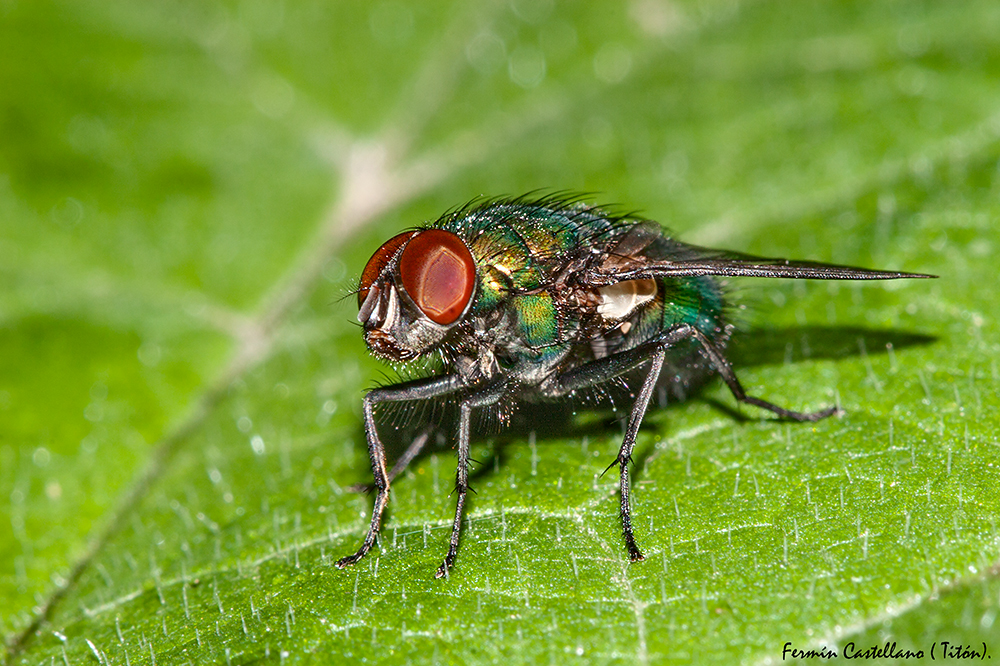 ASILVESTRAO: UNA "SIMPLE" MOSCA