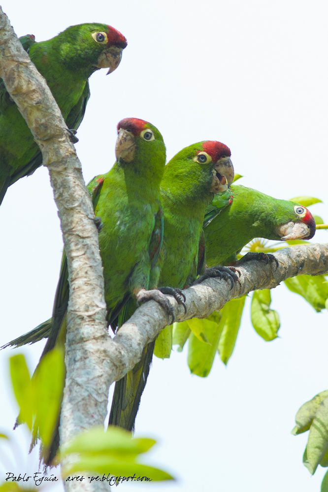 Periquito, Animais, Pássaros
