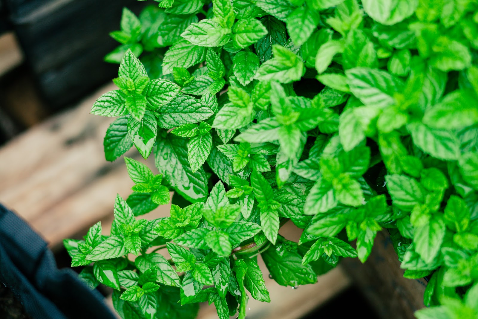 Mentha plant - Mint care and culture | Travaldo's blog