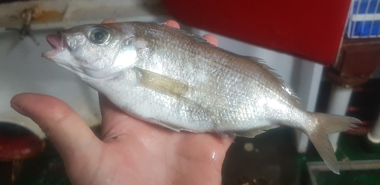 El Mar Argentino Maffeis Oscar: 200912