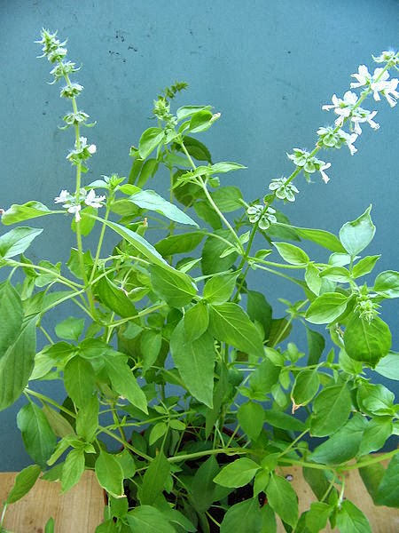 Pusat Rawatan Islam Darul Naim: HERBA ALAMIAH- POKOK TULASI/POKOK RUKU-RUKU