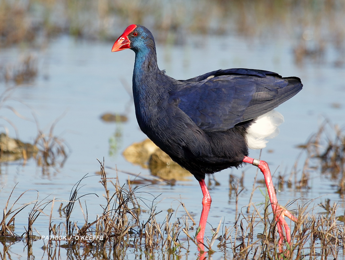Raw Birds: Western Swamphen