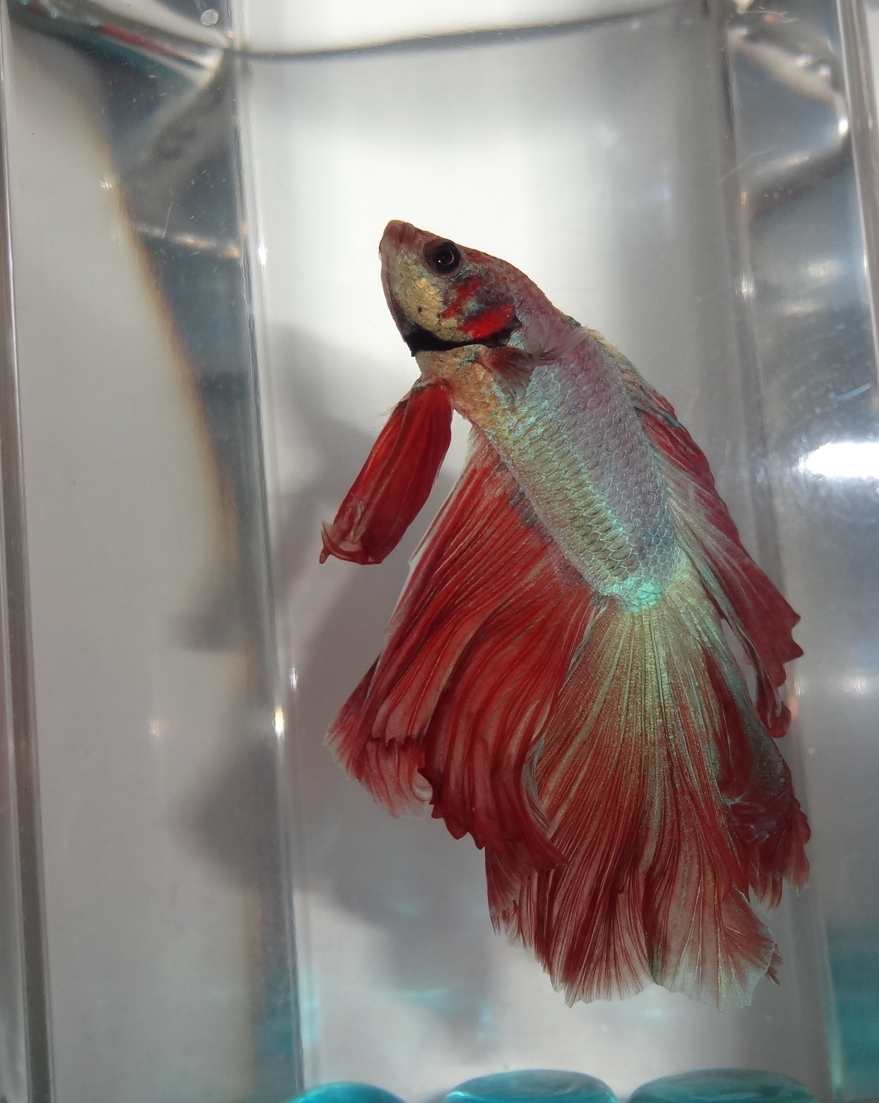 Bettas: October 2014