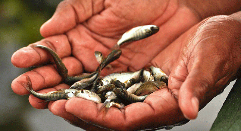 Alevinos del Llano: Alevinos Bocachico