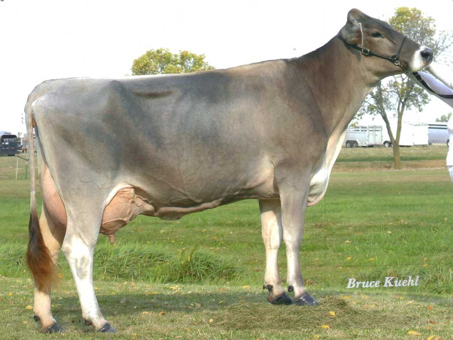 Sapi Perah: JENIS-JENIS SAPI PERAH