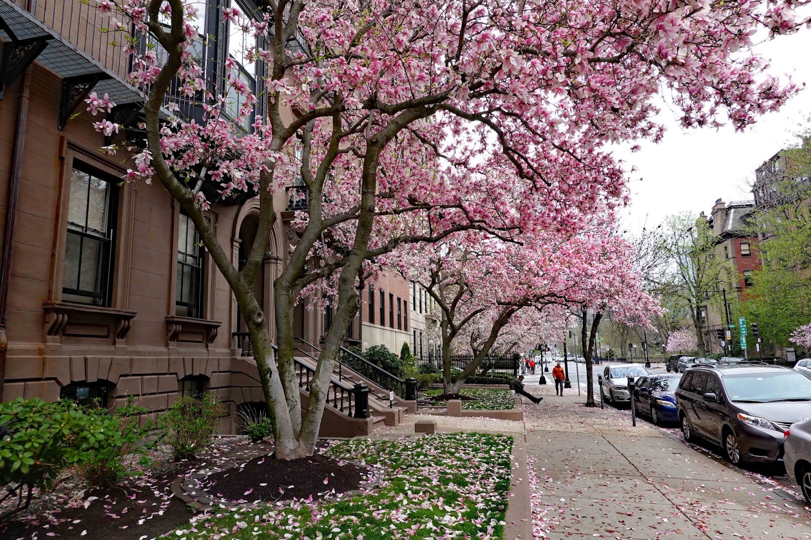 Joe's Retirement Blog: A Spring Magnolia Walk, Boston, Massachusetts, USA