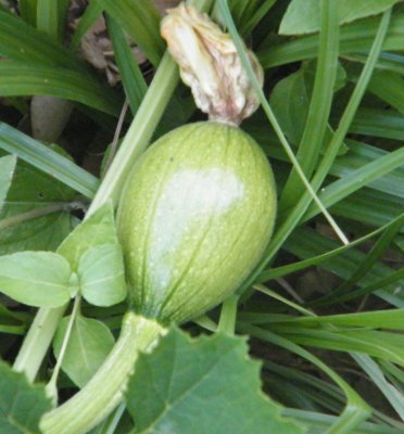 Home of a Feral Biologist: Tatume Squash and Calabacitas con Pollo