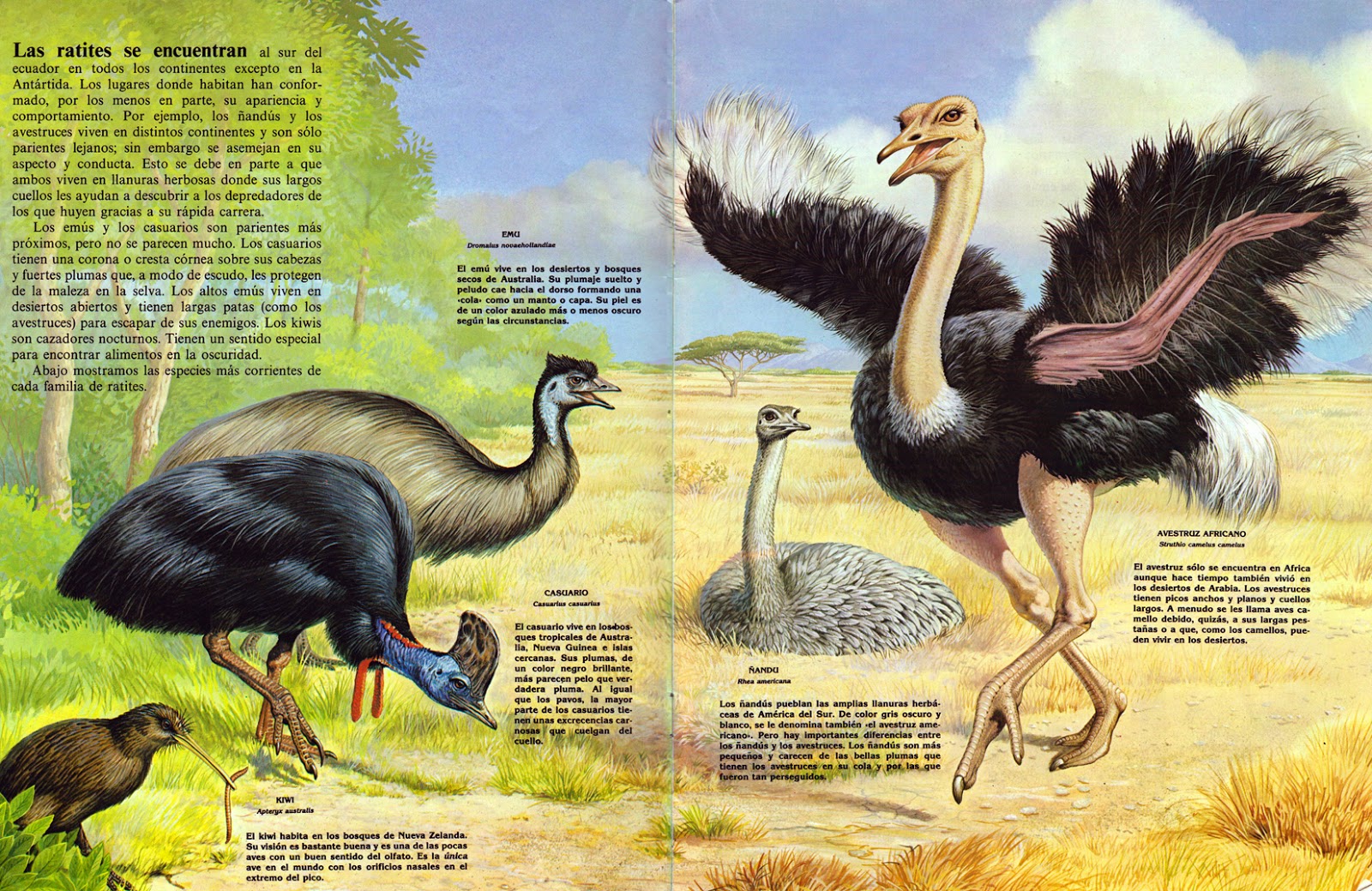 Koprolitos: ZOOBOOKS: Antepasados de las ratites