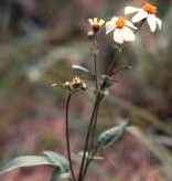 cultura verde: El romerillo, más que una yerba