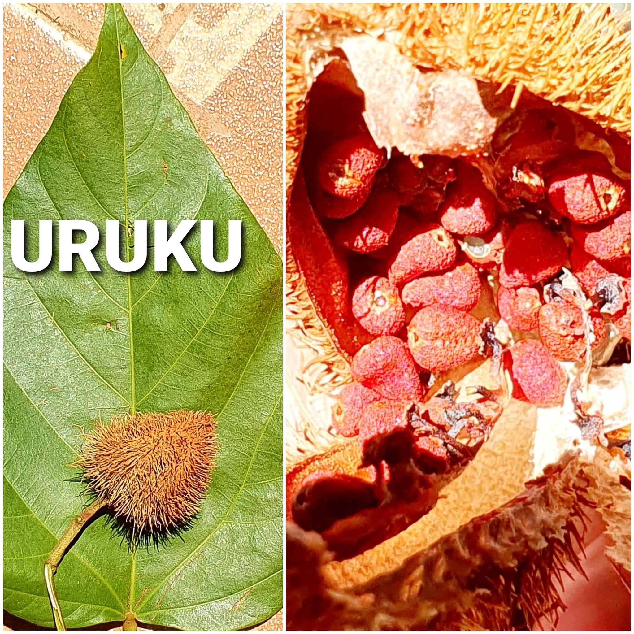 lenguaguarani: LA LEYENDA DE URUKU – URUKU MOMBE’UPY