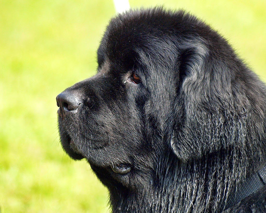 Terranova | WIKI PERROS