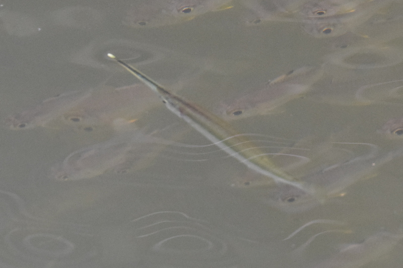 Singapore Wild Animals: Ricefish, halfbeaks, needlefishes