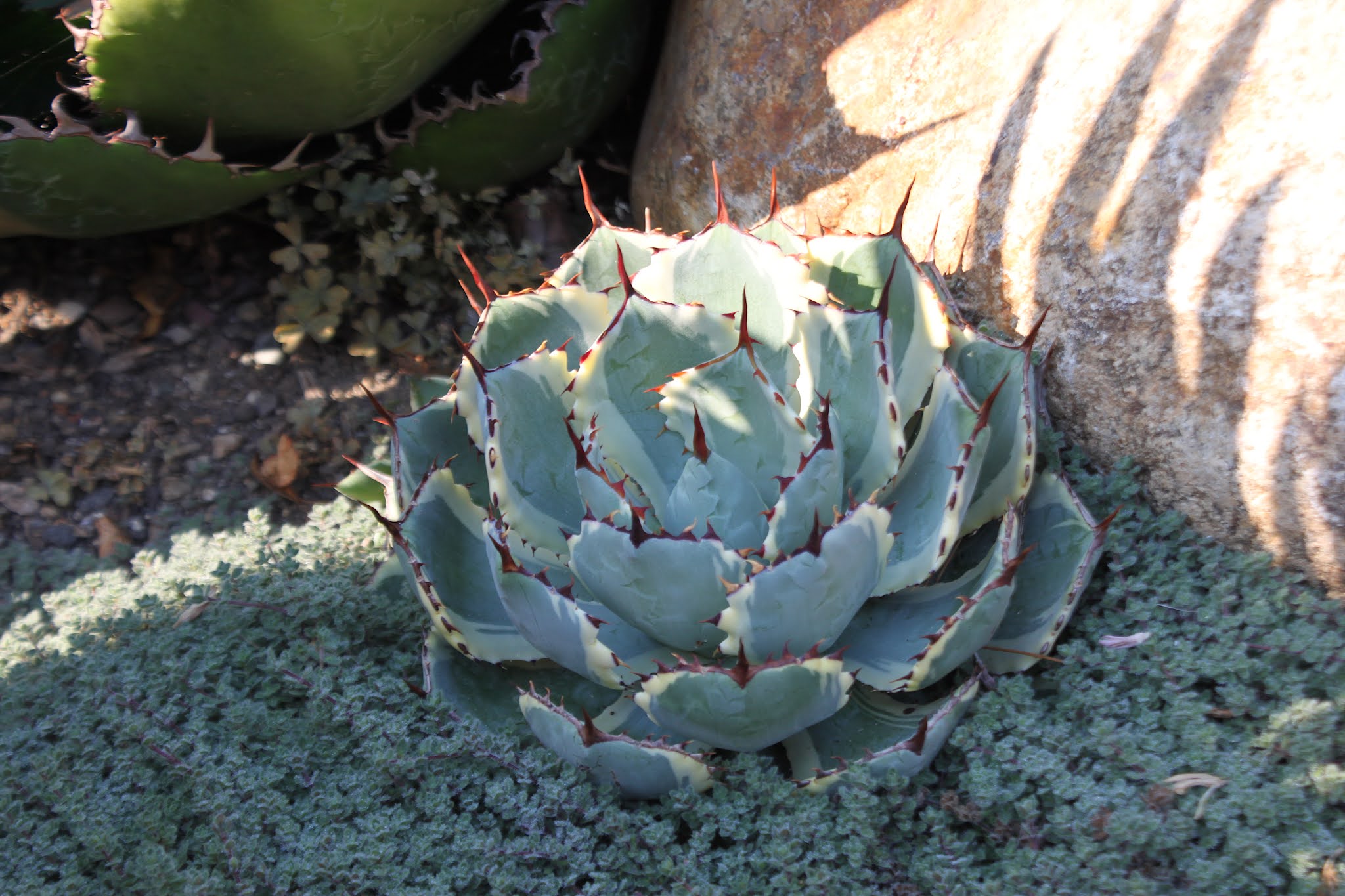 Small Agaves in the Garden