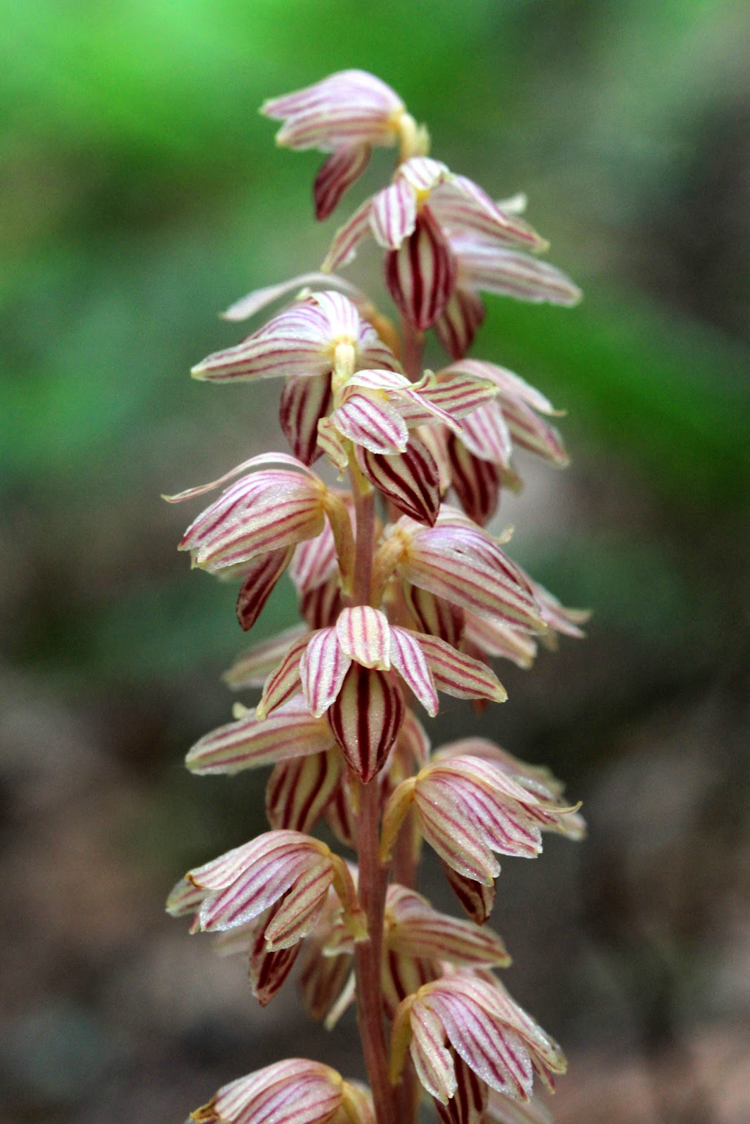 Native Orchids of the Pacific Northwest and the Canadian Rockies (and ...