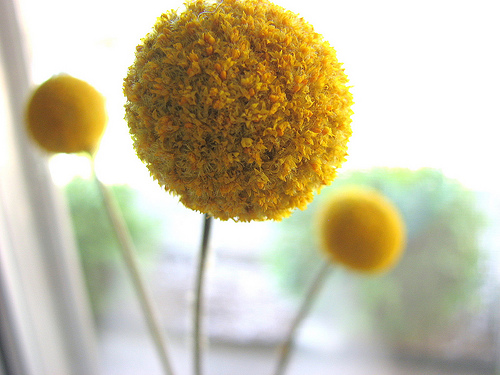 Wallpaper-HD-Blog: Billy buttons