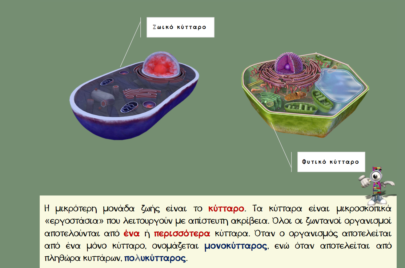 ΕΛΕΝΑ ΚΑΛΑΜΠΑΚΑ Στ ΄ ΤΑΞΗ : Το κύτταρο