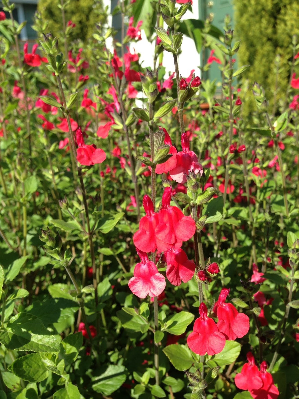 The Lents Farmer: Favorite Plant in the Garden - Hot Lips!