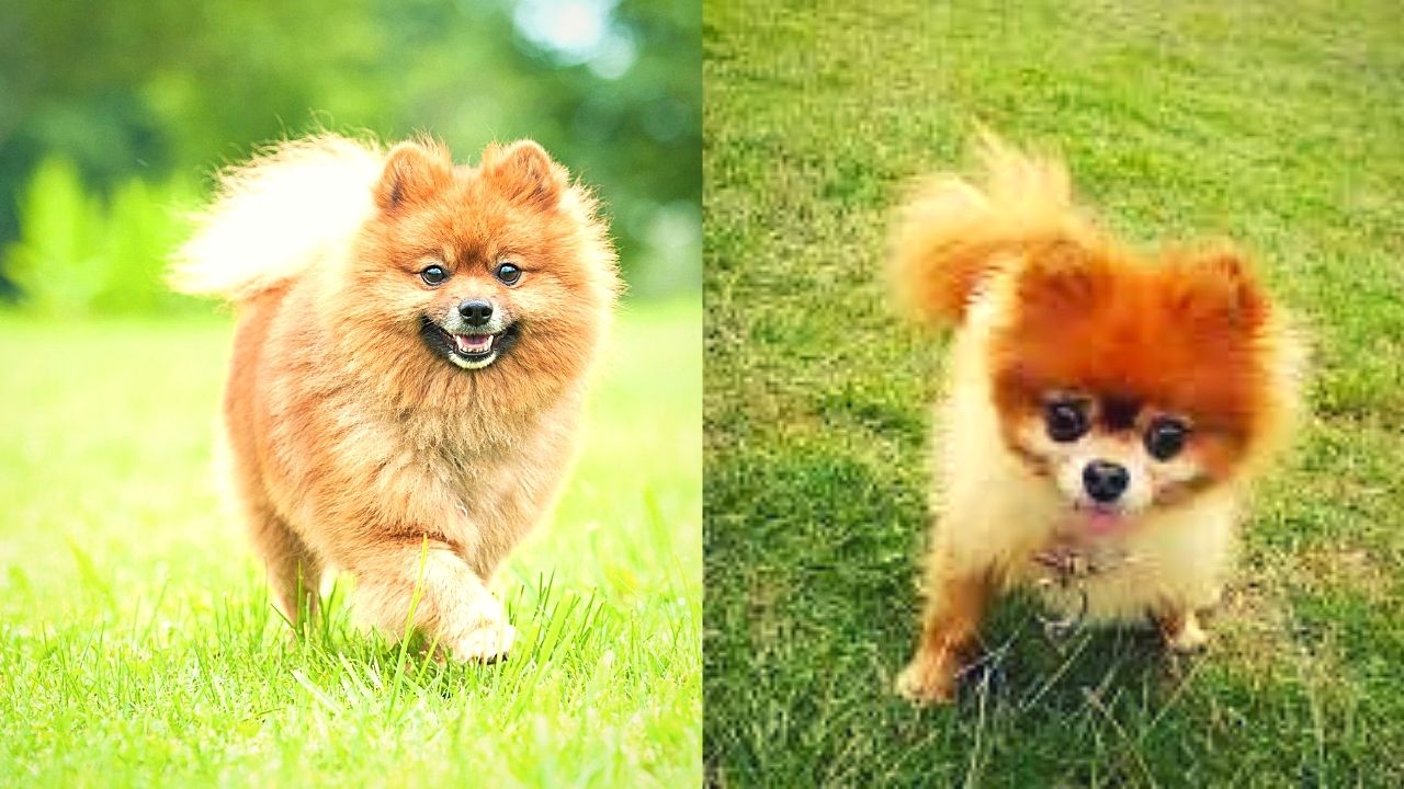 La couleur de Spitz nain change de la naissance à la maturité