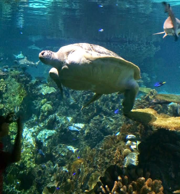 Color Outside the Lines: Quick Little Trip ...