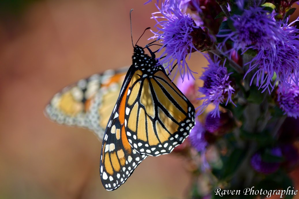 BLOG RAVEN PHOTOGRAPHIE: Le Papillon Monarque ( Québec )