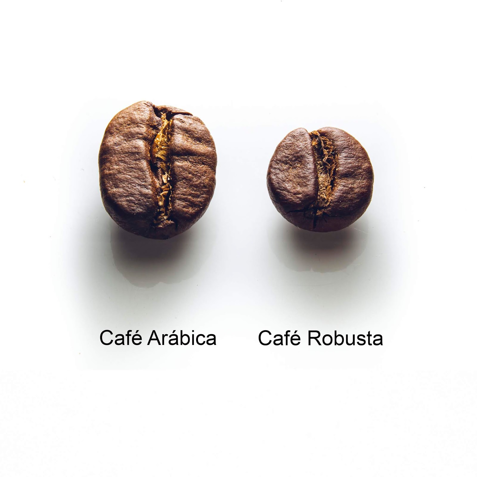 El café en casa: ¿Qué café elijo Robusta o Arábica?
