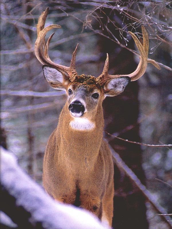 Thirty Point Buck Deer Journals: Deer Pictures