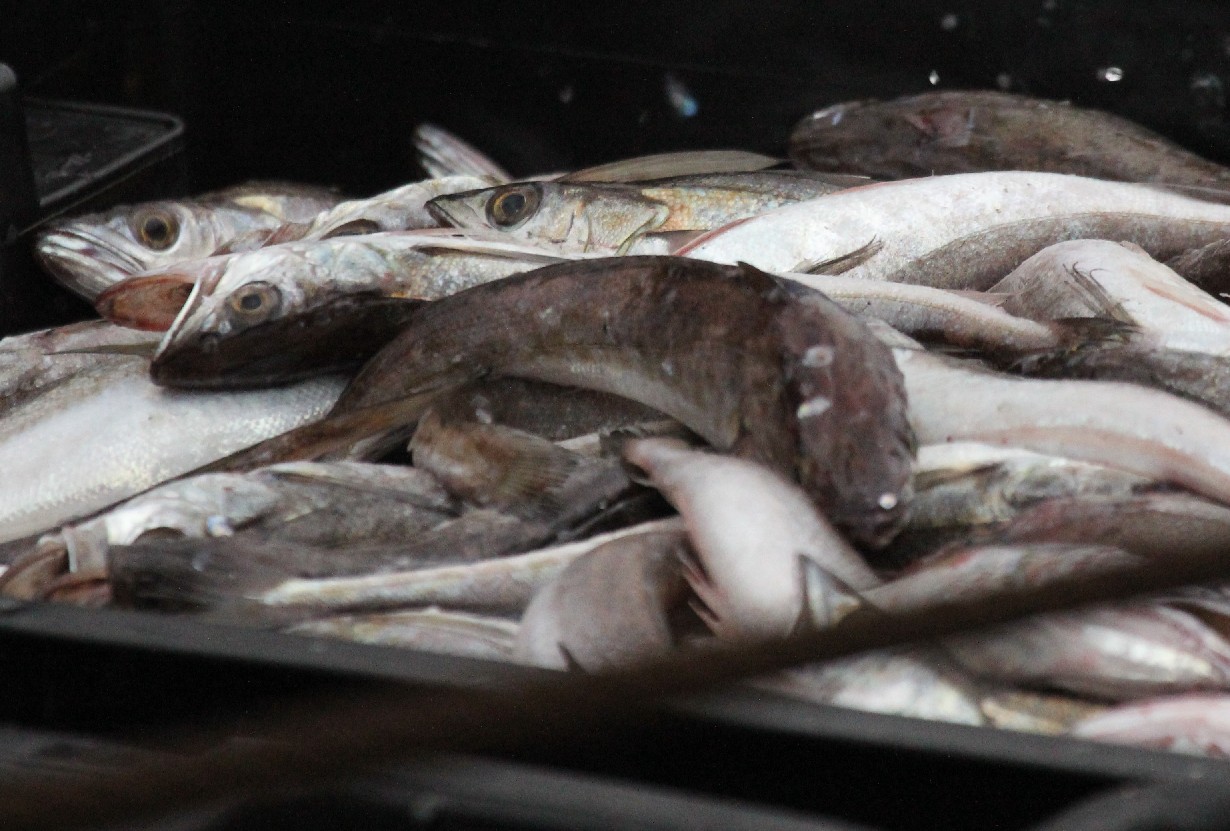 New England Coastal Birds: "Three Days of Winter Seabirding on Cape Cod ...