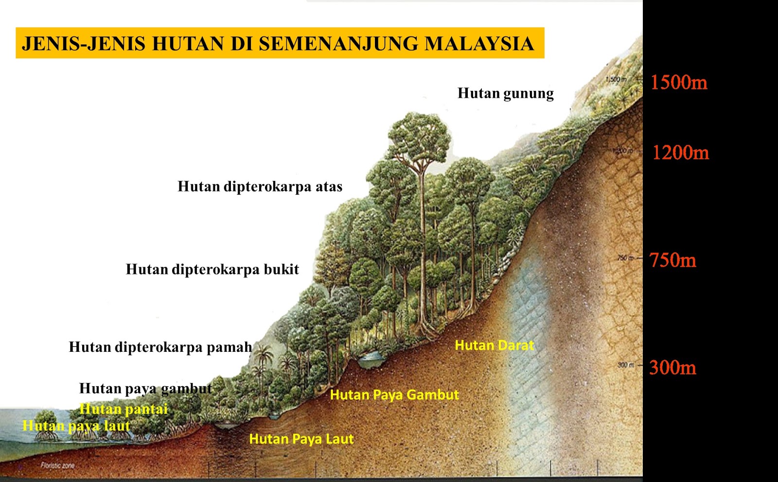 LORAS..Active To Survived: 59 Jenis Buah Hutan Yang Selamat Dimakan ...
