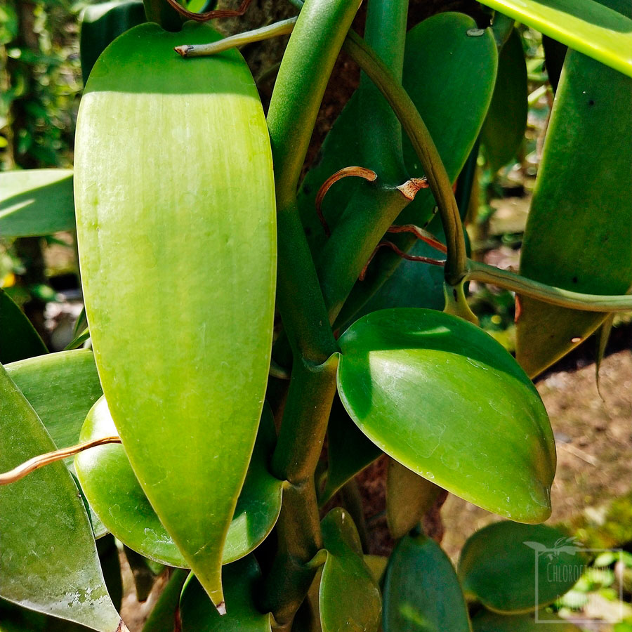 Jak uprawia się wanilię?