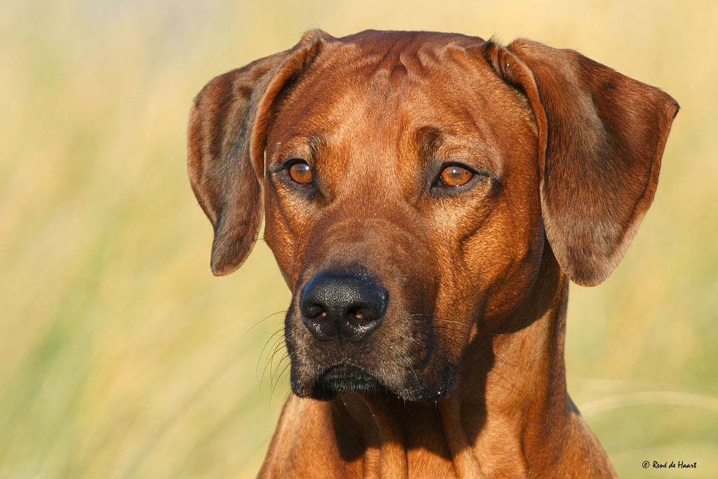 Zwierzakowo: Rhodesian ridgeback - afrykański pies na lwy