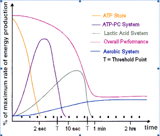 The Anaerobic (ATP-CP) Energy System