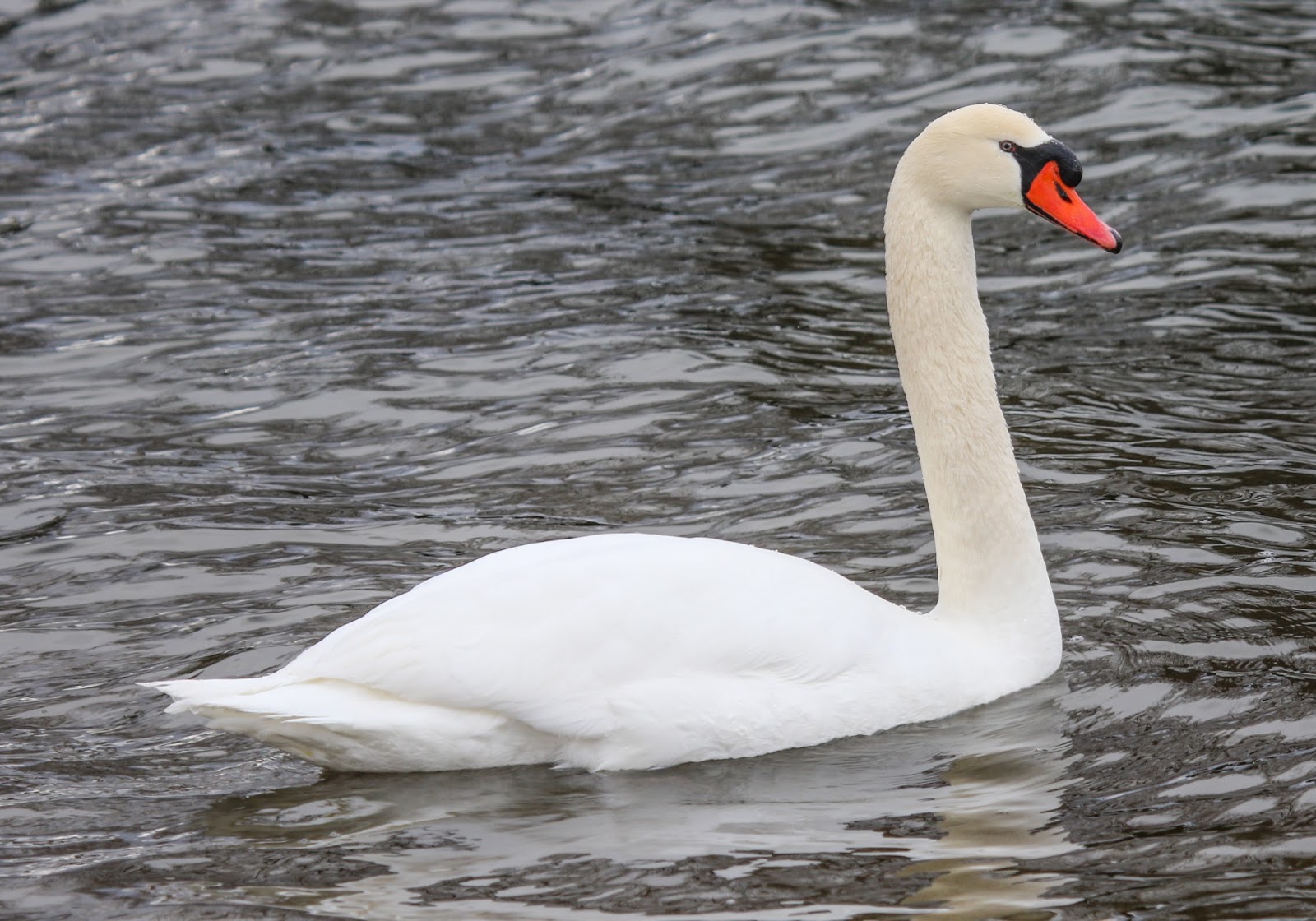 Gale's Photo and Birding Blog: Mute Swan