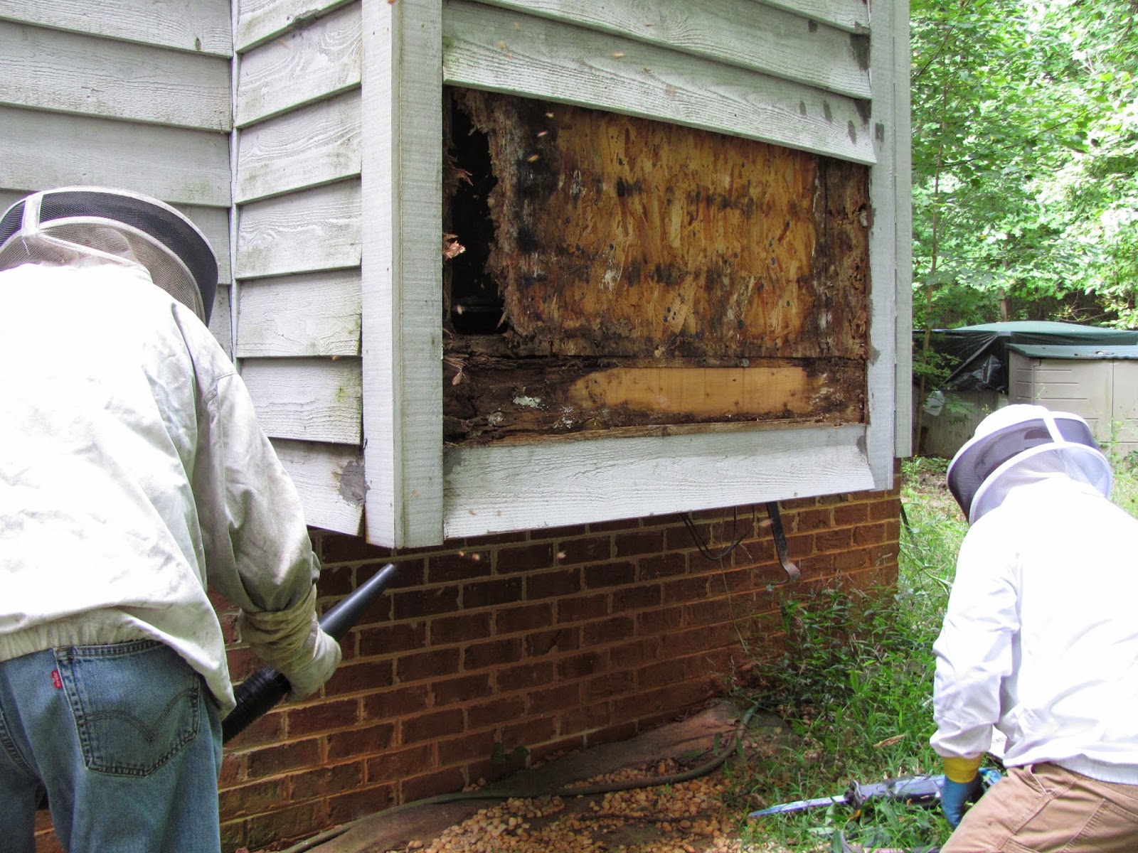 Aspen Honey Bees: Forest, VA Honey Bee Colony Removal