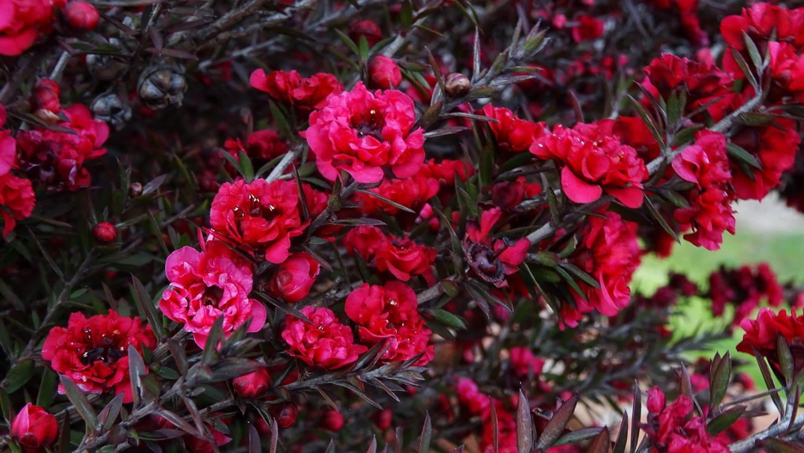MAP: MELBOURNE STREET TREES 185 - TEA TREE 'BURGUNDY QUEEN'