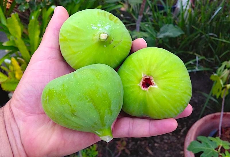 Figs Photo Collection Around the World: Armenian Fig