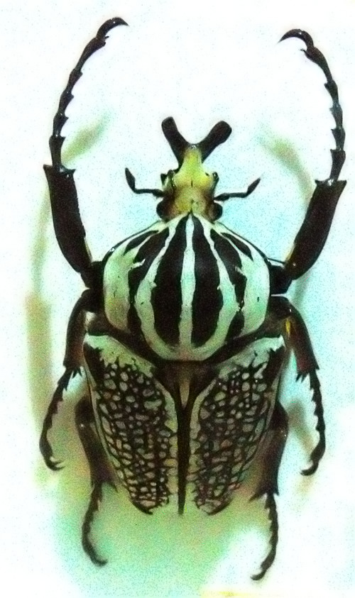 Curiosidades animales: Los insectos más raros del mundo