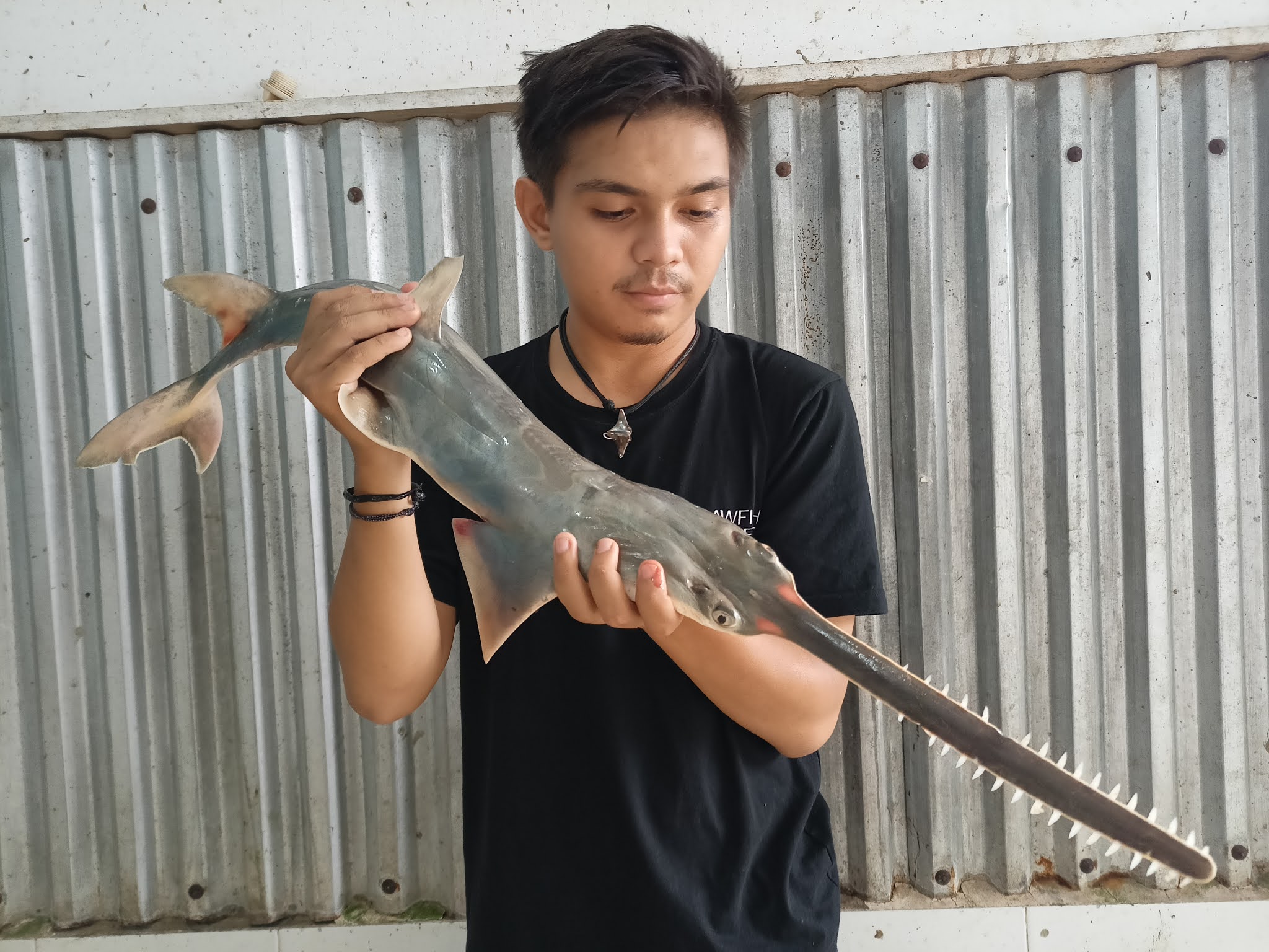 Sawfish Conservation Society: June 2021