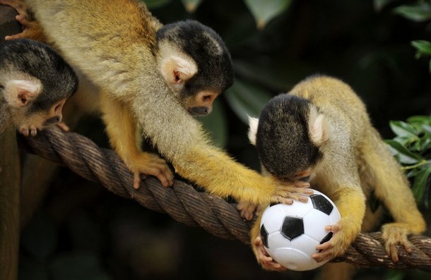 ForAnimalLover: Bolivian squirrel monkeys play with a toy football