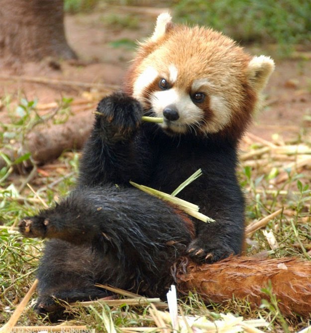 40 Adorable red panda pictures (40 pics) | Amazing Creatures