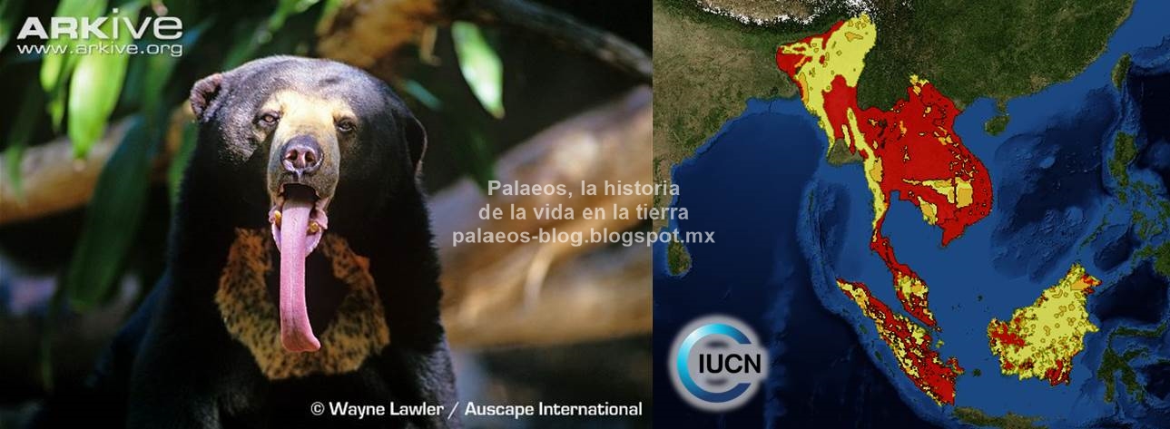 Palaeos, la historia de la Vida en la Tierra: ¿Sabías que? Osos 1