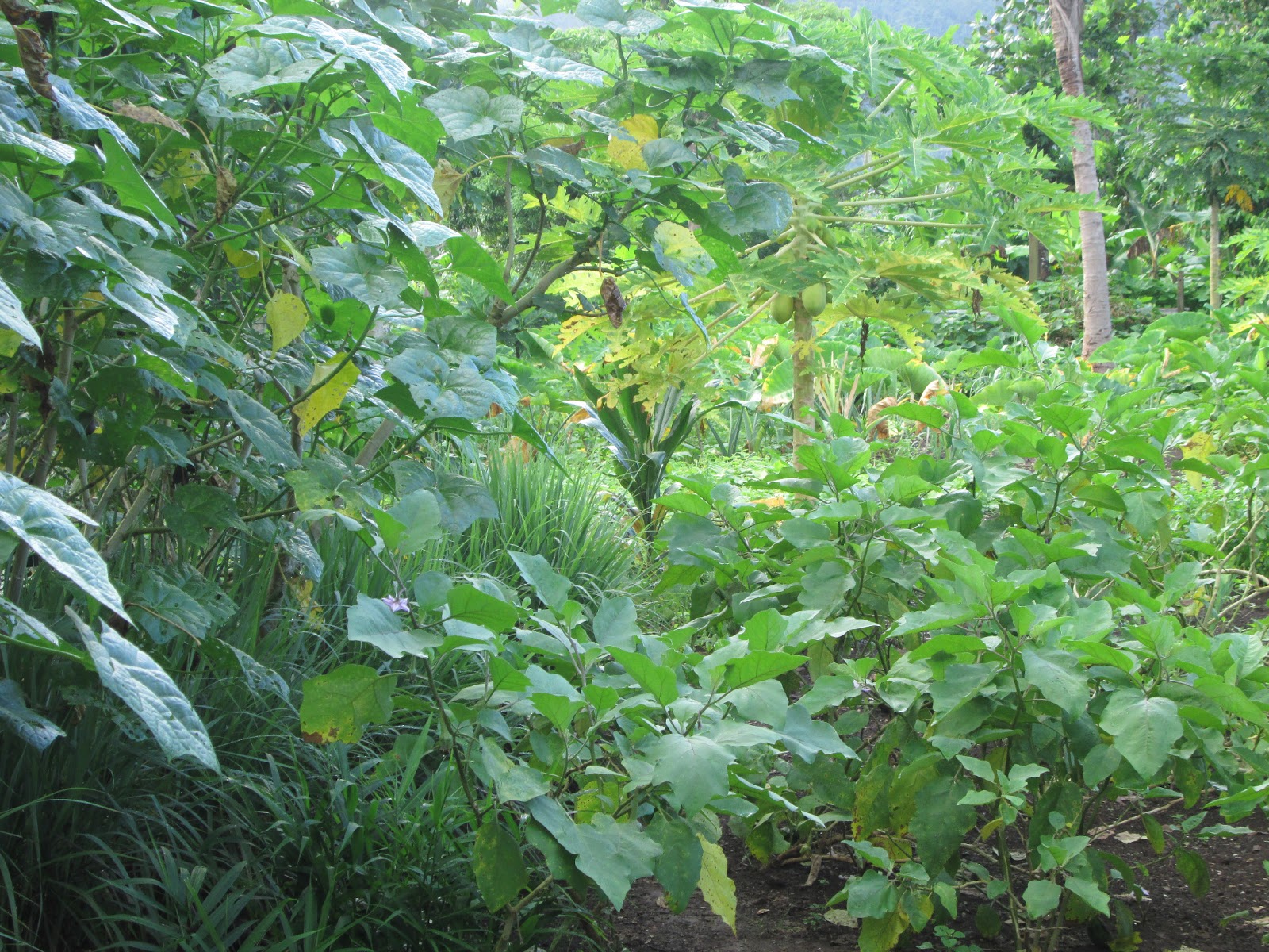 Garden Notes from Hawaii: Samoan Food Gardens