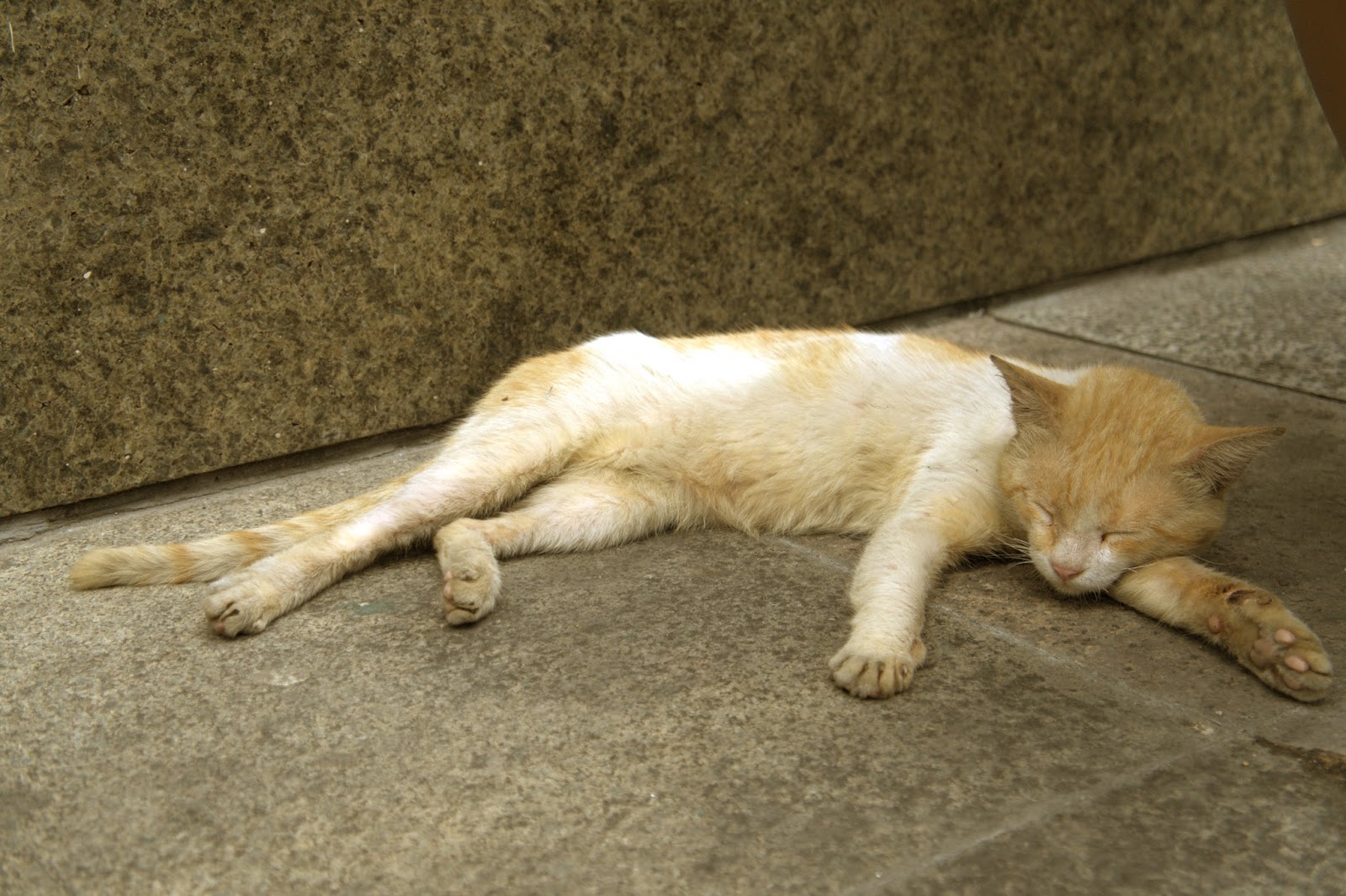 Homeless cat free picture for commercial use