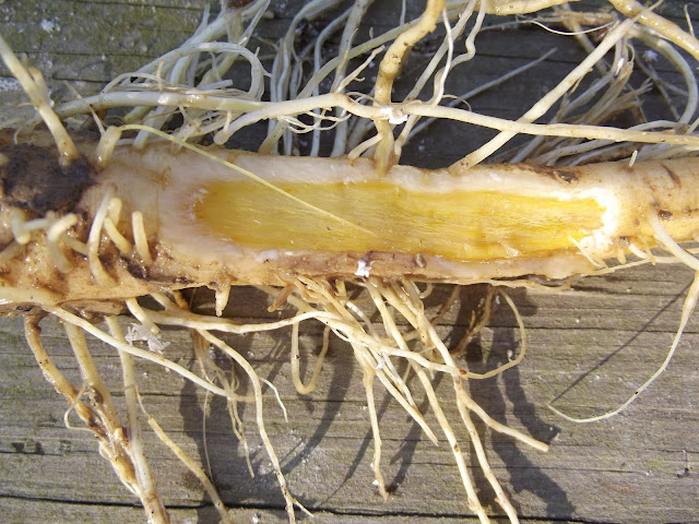 Mossy Feet Books: Chapter 2 Anatomy of the Root - Sample Chapter ...