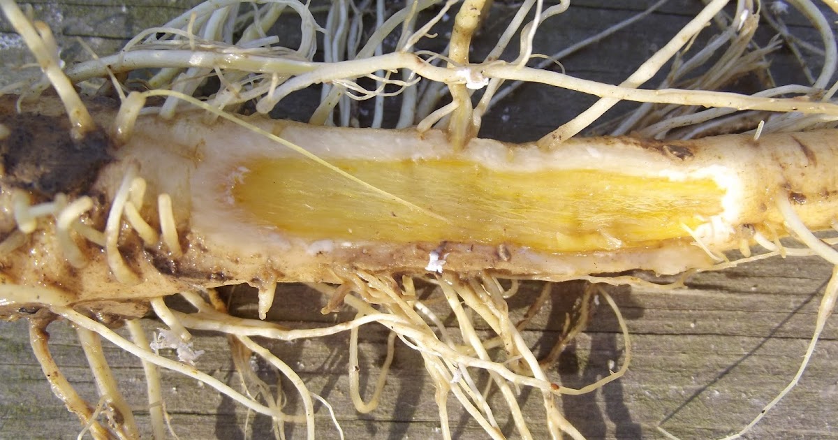 Mossy Feet Books: Chapter 2 Anatomy of the Root - Sample Chapter ...