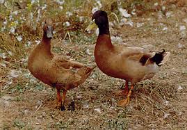 Jenis Itik Yang Cocok Untuk Diternakkan - Tutorial Cara Budidaya