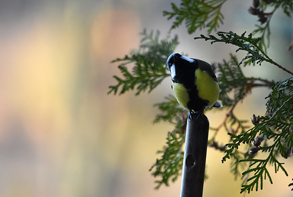 Nettimartan pihapiiri: Pihamme pikkulinnut