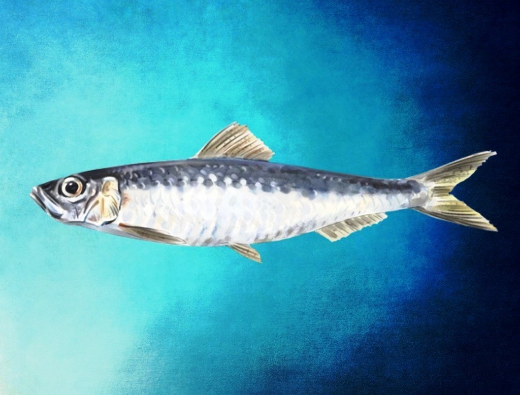 Faules i Contes d'Animals: LA SARDINA (Sardina pilchardus)