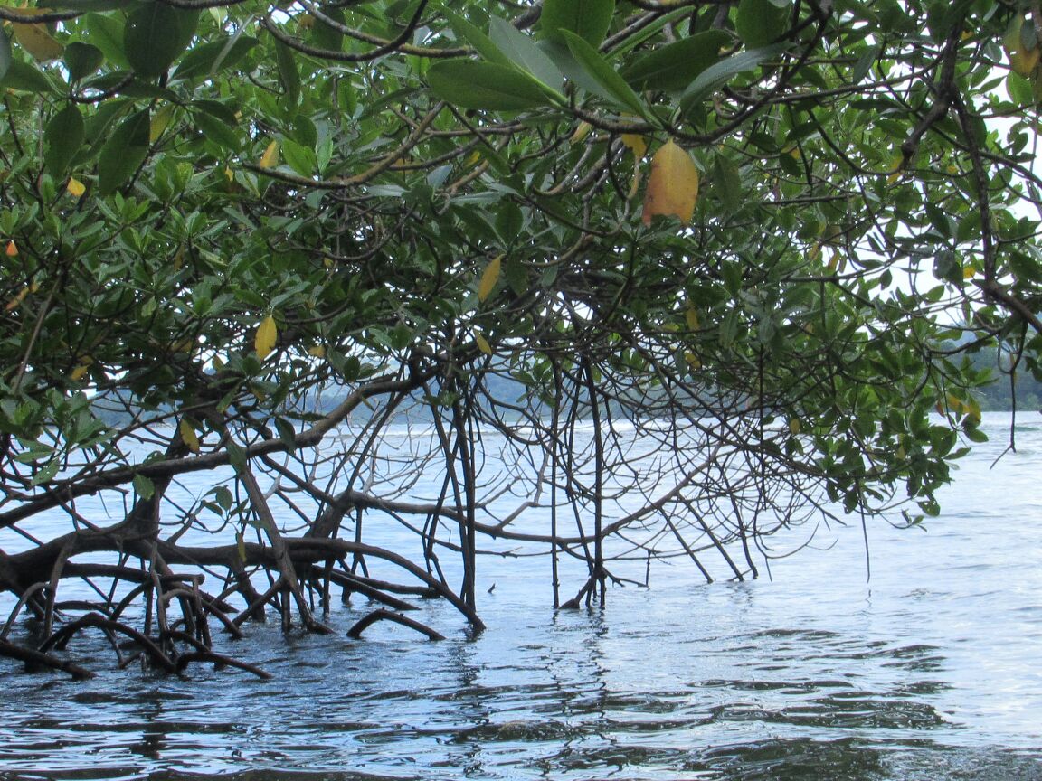 Manglares de Panamá: Galería