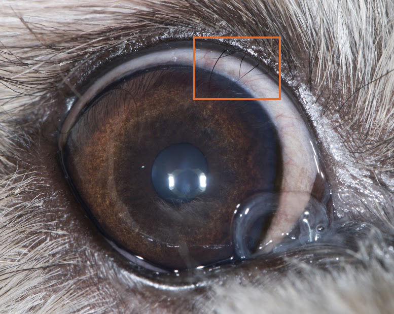 The Shih Tzu World: Ocular Disorders